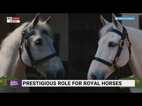 Windsor Greys selected to pull the Royal carriages