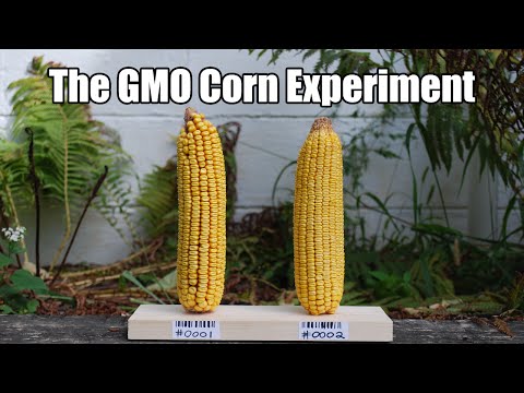 The GMO Corn Experiment – Biofortified
