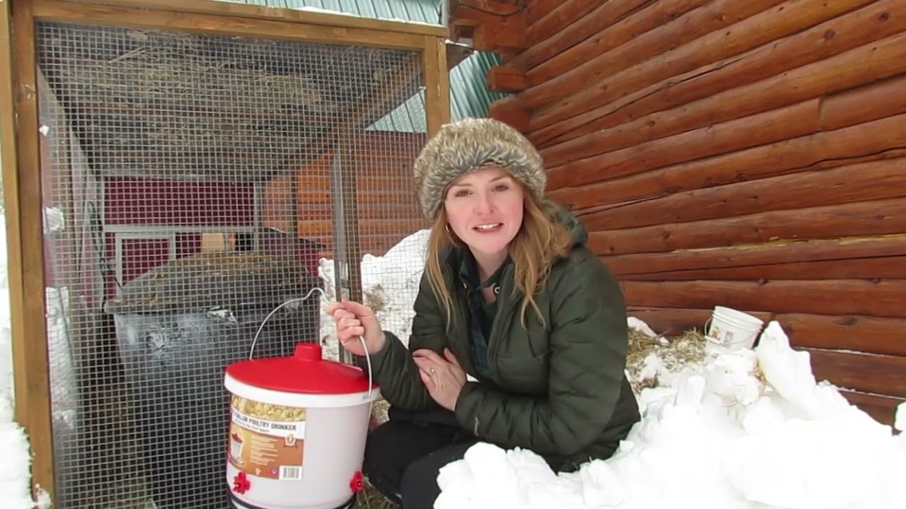 Winter Chicken Coop Ideas | Cold Climate Hardy Chickens | How to care for chickens in the winter