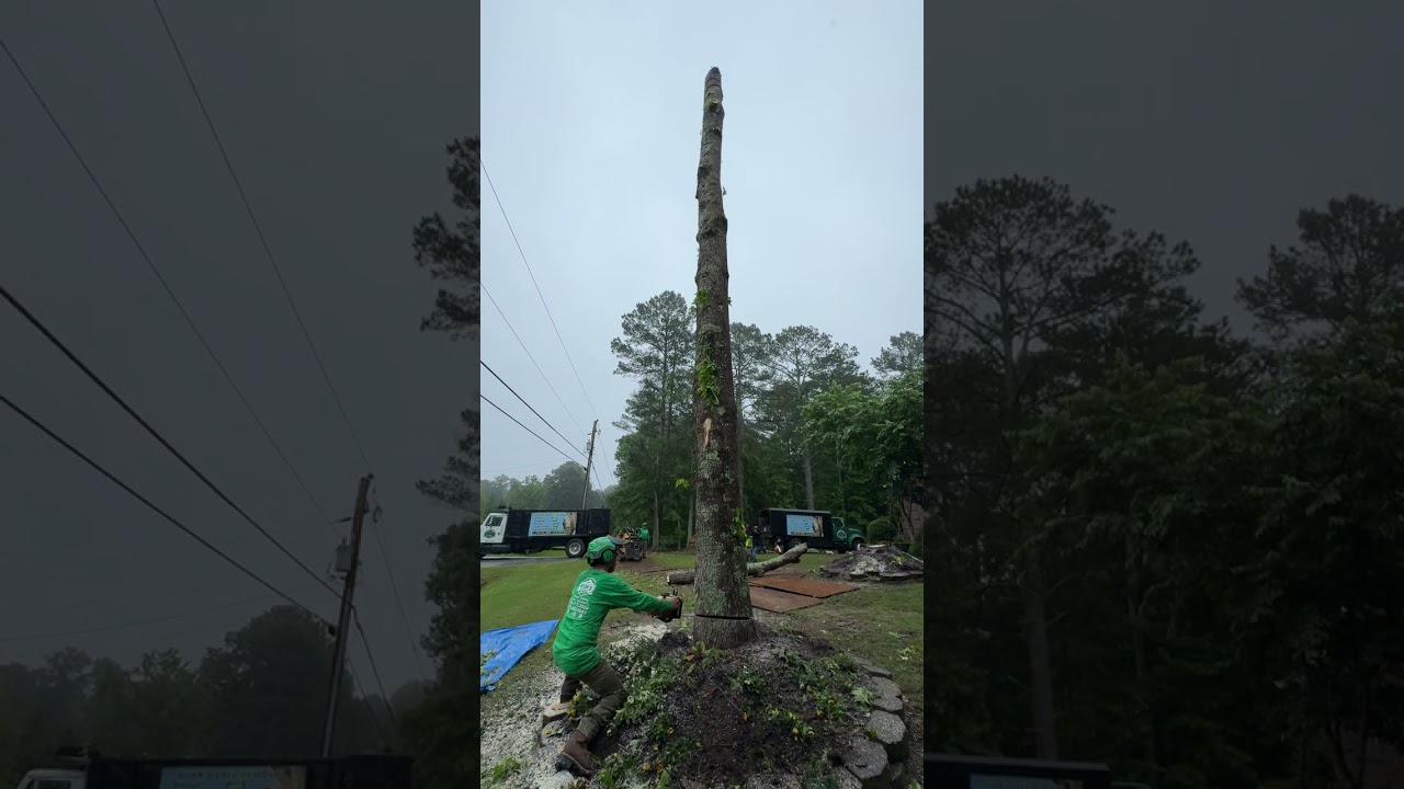 What is the average cost for a tree removal near me?