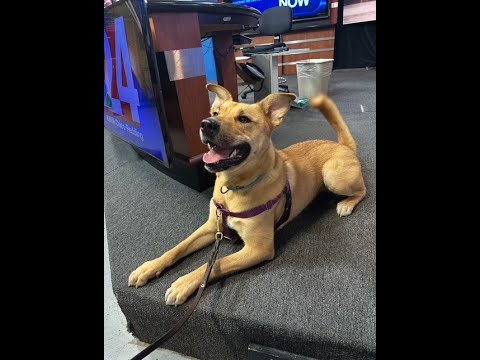 Pet of the Week: Java