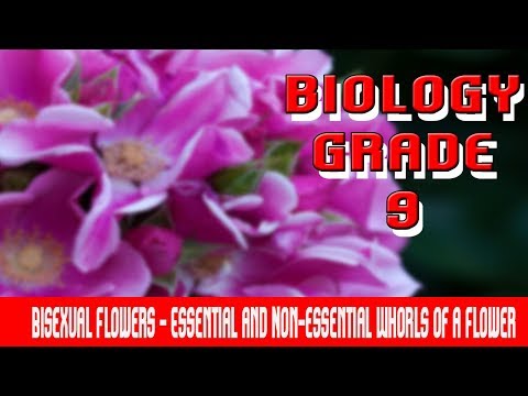 Flowering Plants | Bisexual Flowers: Introduction | Essential & Non-essential Flower Whorls | Part 2
