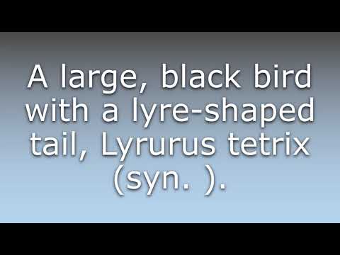 What does Black grouse mean?