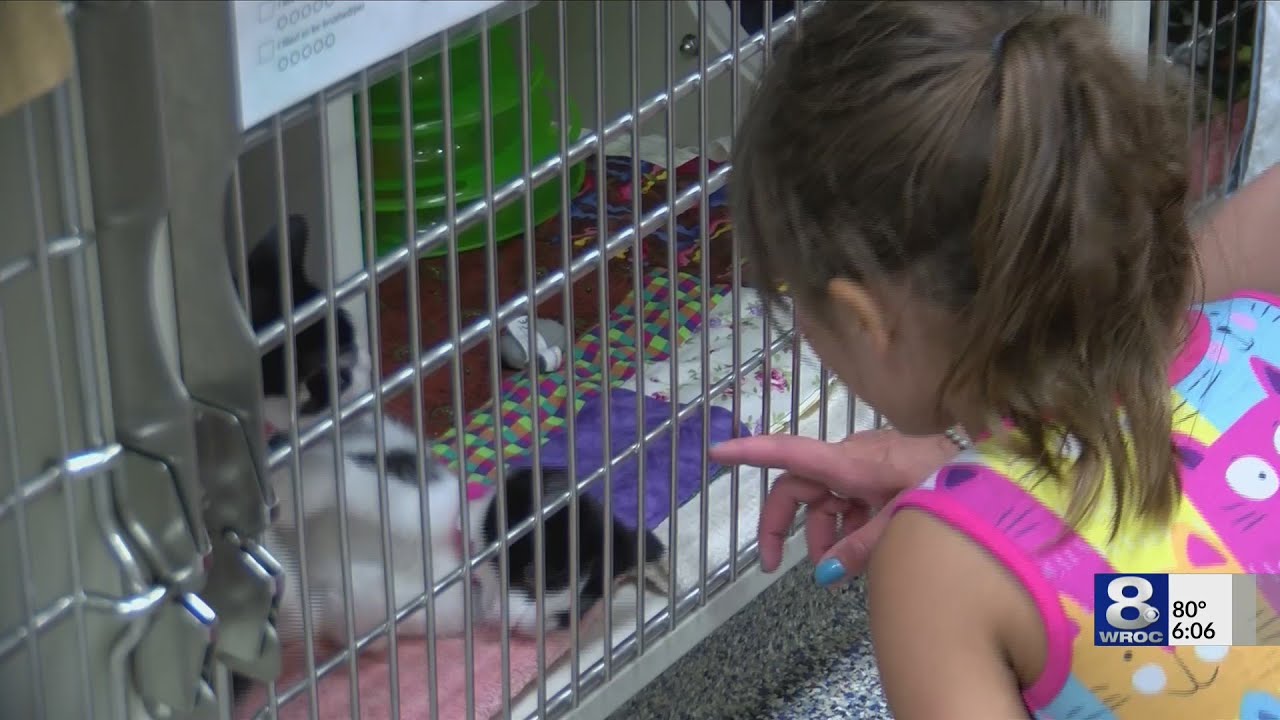 Lollypop farm launches Animal Crime Intervention Program