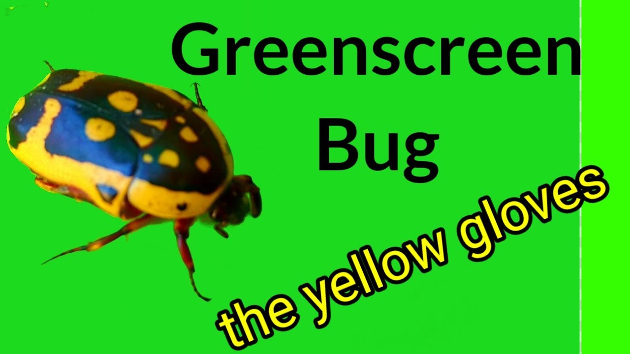Bumblebee greenscreen