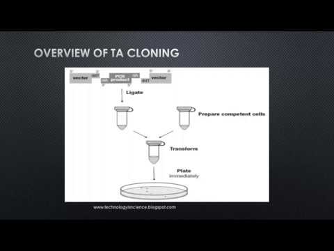 TA Cloning: Simple & Easy Cloning Method