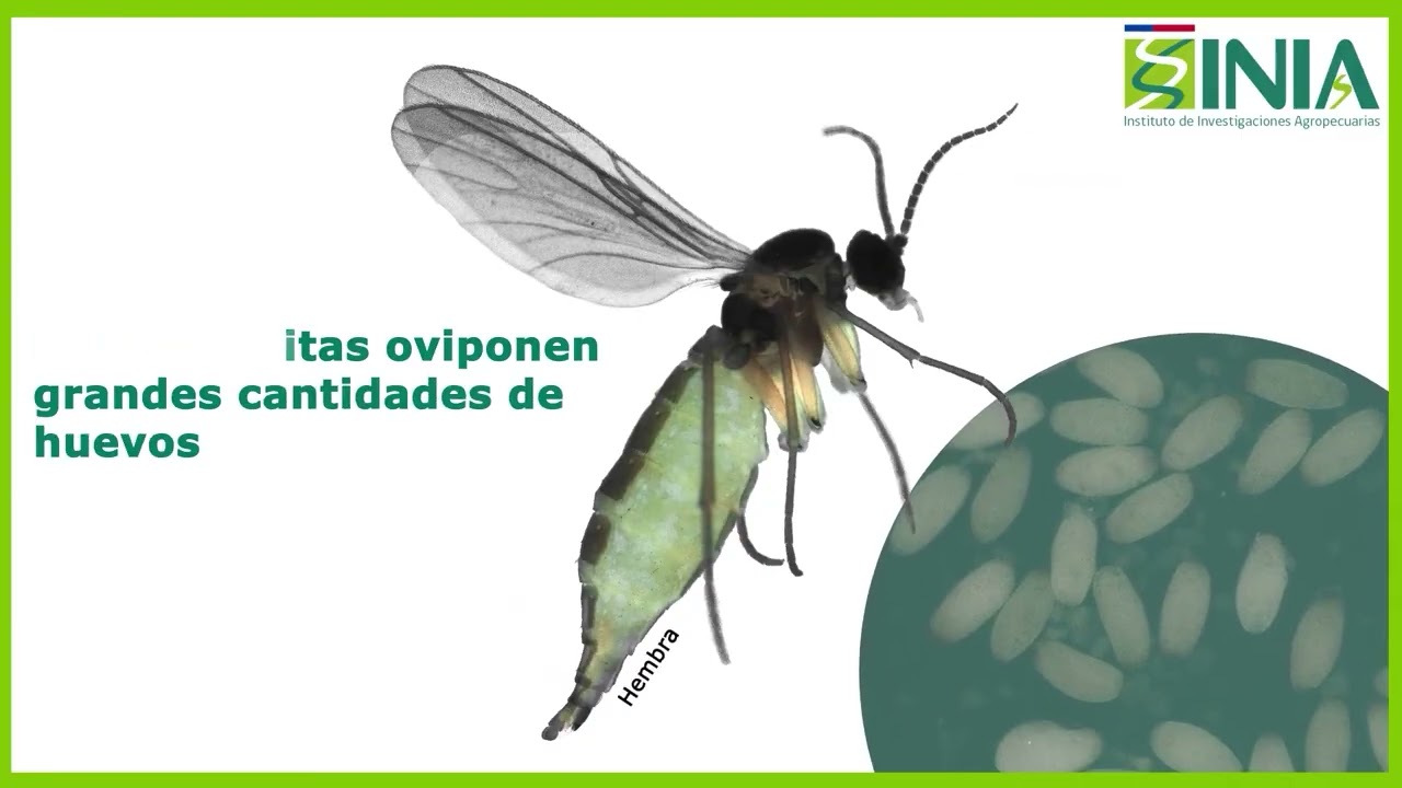 Mosca del mantillo o del sustrato Fungus gnats, (Díptera: Sciaridae ...