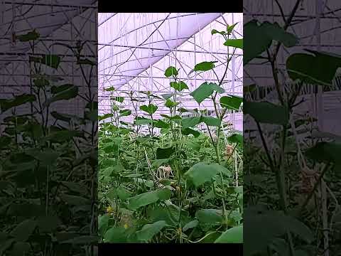 Amazing Cucumber Farm | #cucumber |#farming