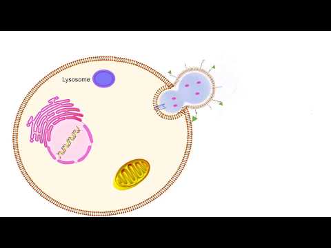 Prof. Venkata Mahidhar Yenugonda - Drug Discovery and Nanomedicine