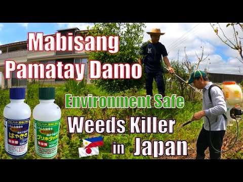 MABISANG PAMATAY NG DAMO SA JAPAN #ricefarming #rice #hatake #japanfarming #gardening