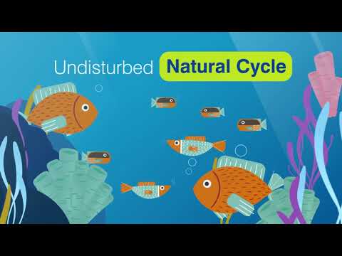 The importance of fisheries management