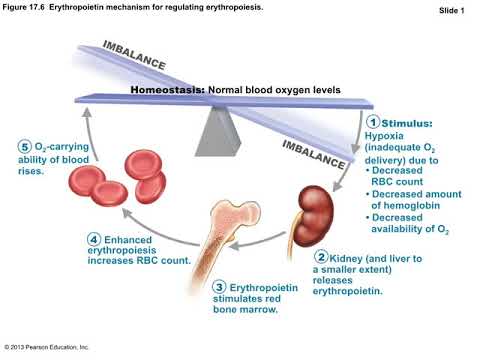 Blood Lecture