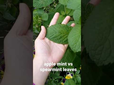 apple mint leaves versus spearmint leaves (comparing size)