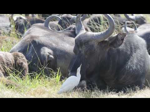 African buffalo resting while a cattle egret picks bugs off.