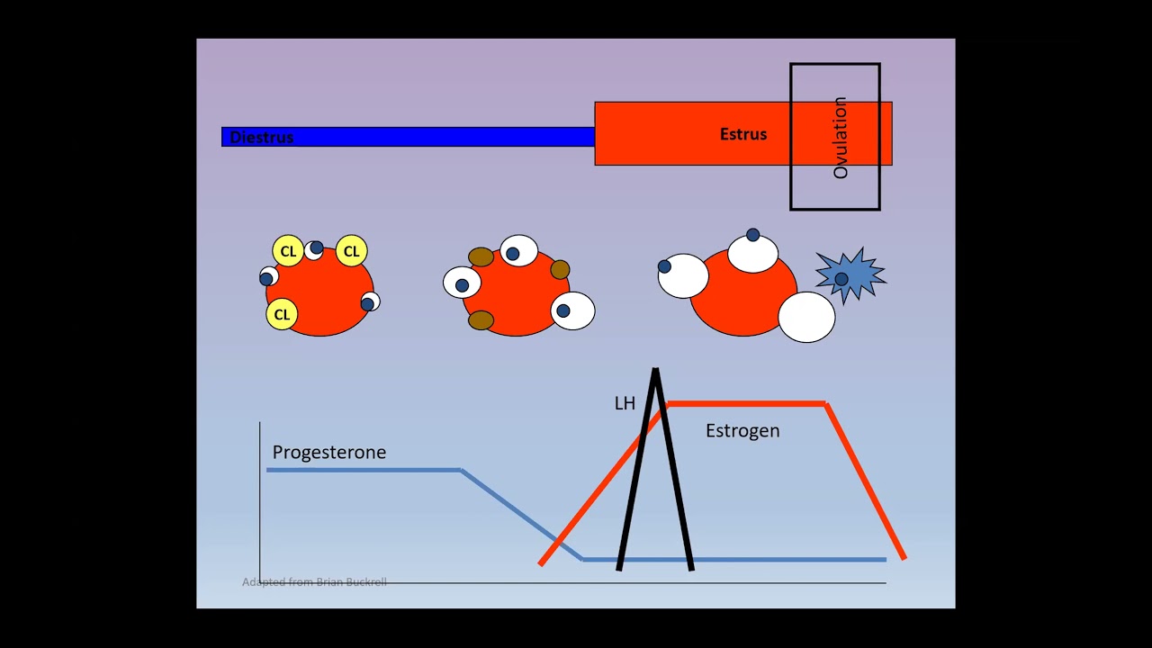 Techniques for Managing Breeding in Sheep with Dr. Lynn Tait