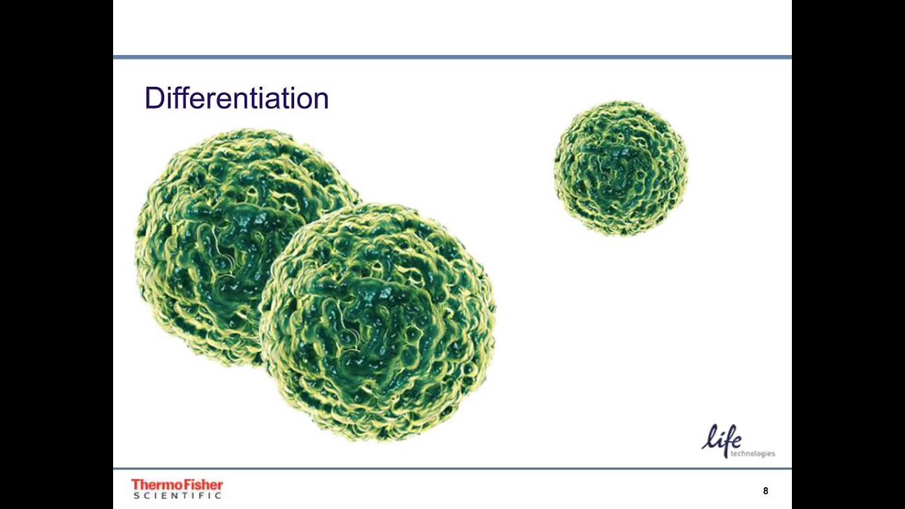 Hands-free stem cell research: services to save you time