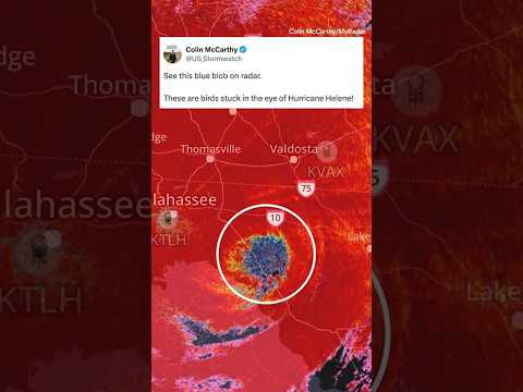 Birds caught in eye of Hurricane Helene #shorts