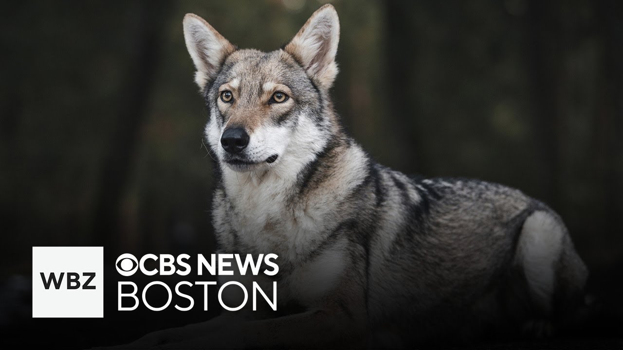 Study finds most dog breeds have detectable wolf ancestry