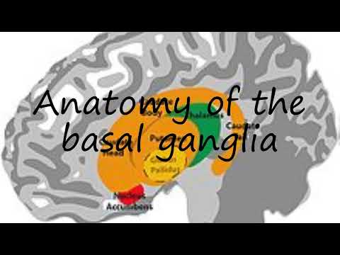 How to pronounce Anatomy of the basal ganglia in English?