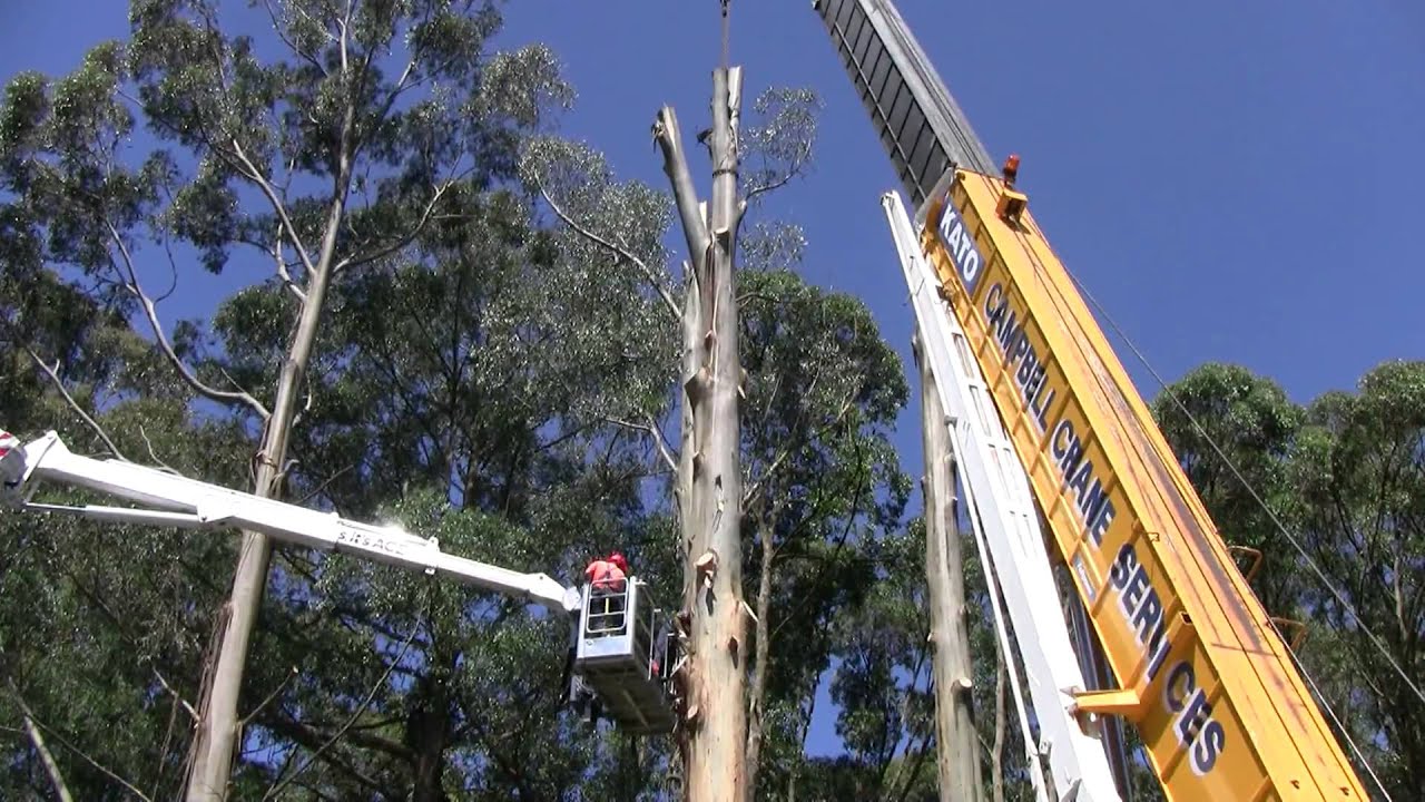 Mountain Ash Tree Removal with Crane