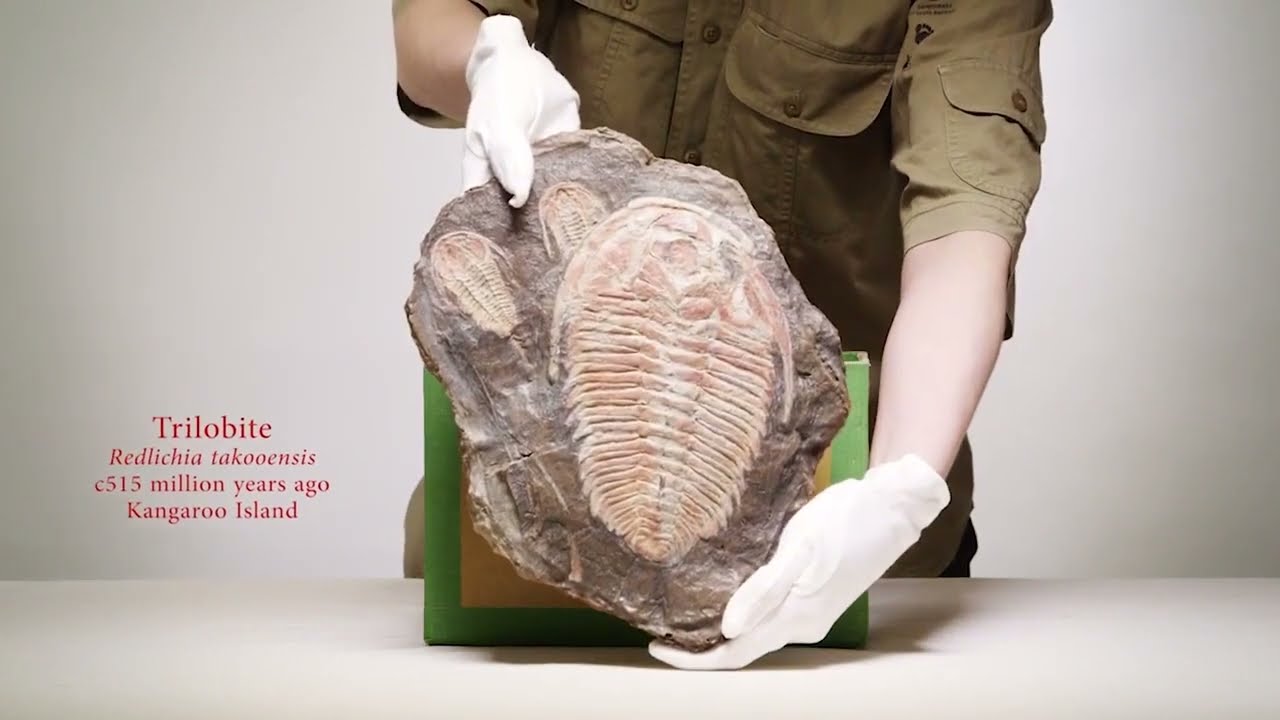 SA Museum Christmas Appeal 2022