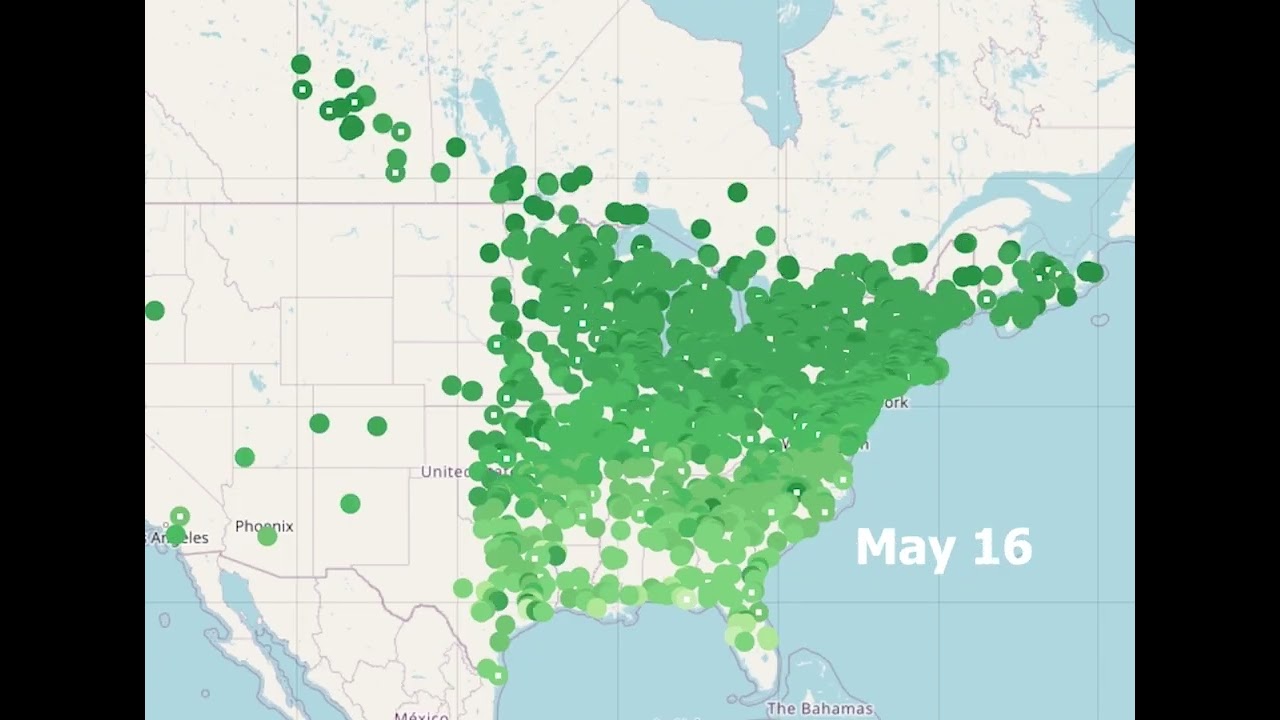 The 2025 Ruby-throated Hummingbird migration in 30 seconds