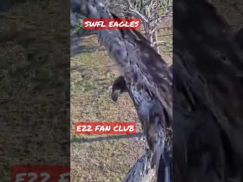 E22 KEEPS VIEWERS WRAPPED AROUND HIS TALON 🐥❤️ 3/27/23 #eagle #swfl #m15 #harriet 😇