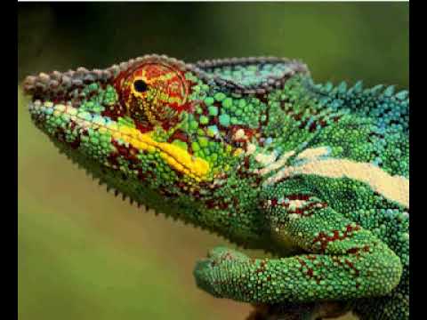 Species diversity and species richness