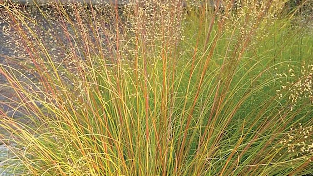 Prairie Dropseed 2022 2 0