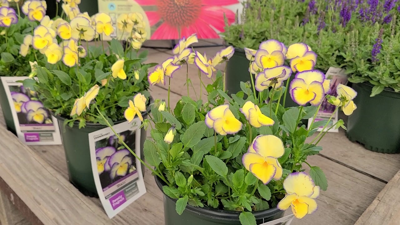 Viola 'Etain' (Violet) // BEAUTY & GRACE Beyond Compare - Named after a Lady in Irish Mythology