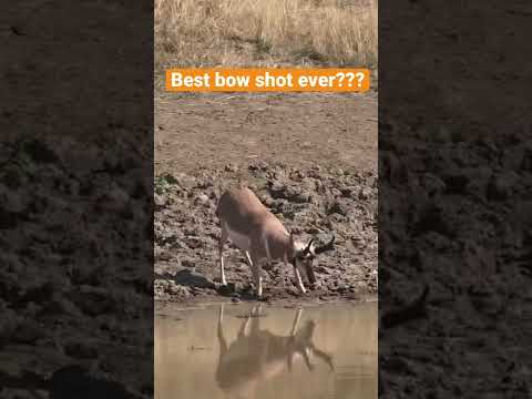 Bow Hunting Antelope - One Shot Drop!