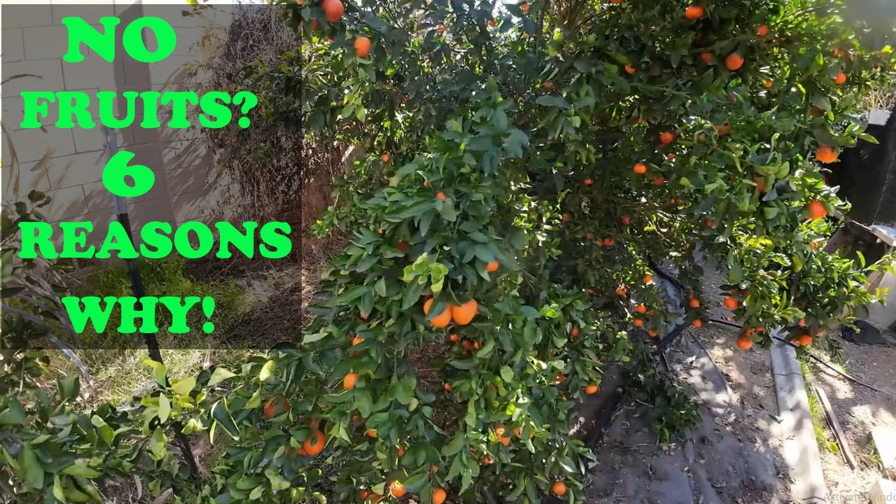 6 Reasons WHY Your Citrus Is NOT Fruiting