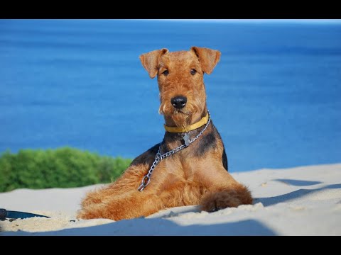 Discovering the Airedale Terrier💥Common Characteristics and Traits💙
