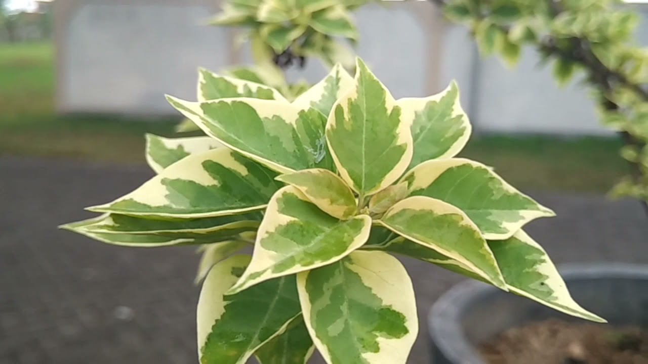 BUNGA BOUGENVILLE SINGAPORE DAUN VARIEGATA