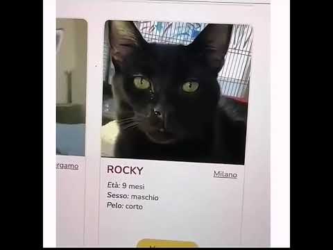 #Italian #cat names Vidz235 I canโt stop laughing ๐๐๐ #kitten #cats