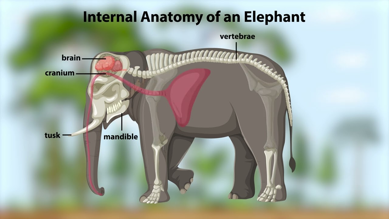 Elephant Anatomy