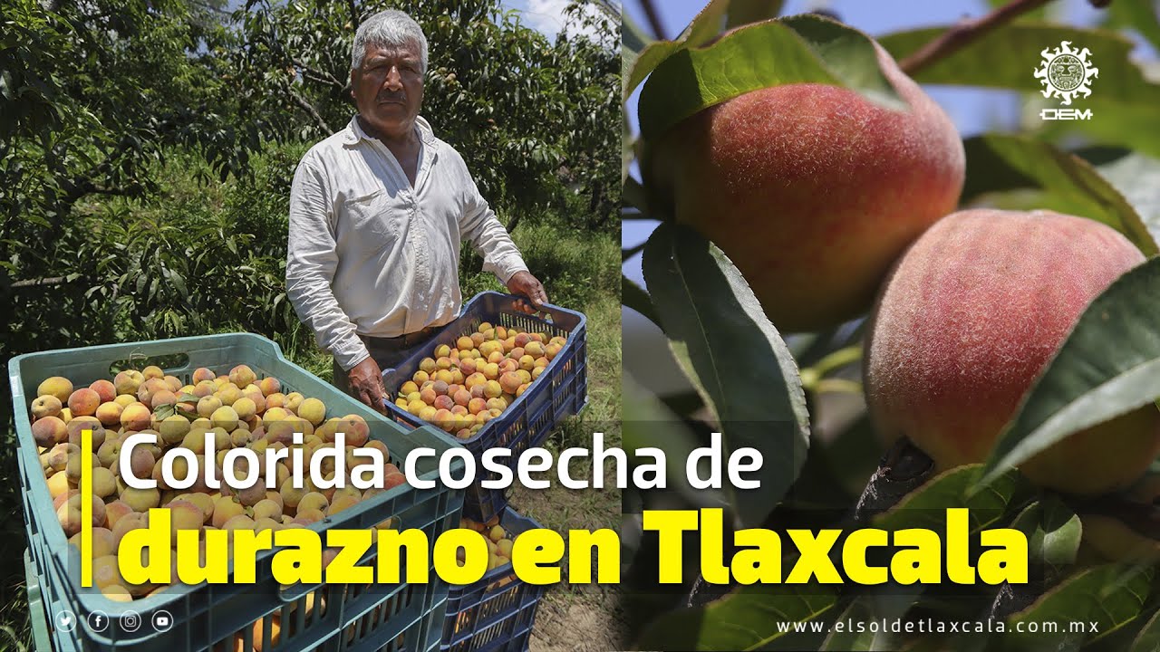 Peach orchards consolidated in Huamantla