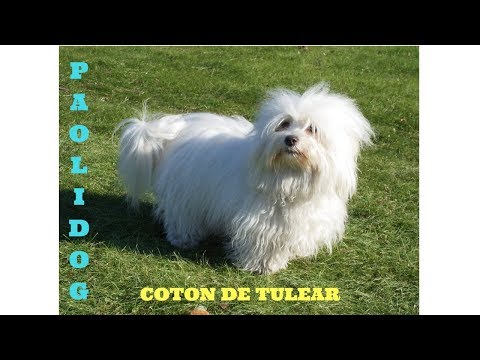 COTON DE TULEAR TOP 10 INTERESTING FACTS