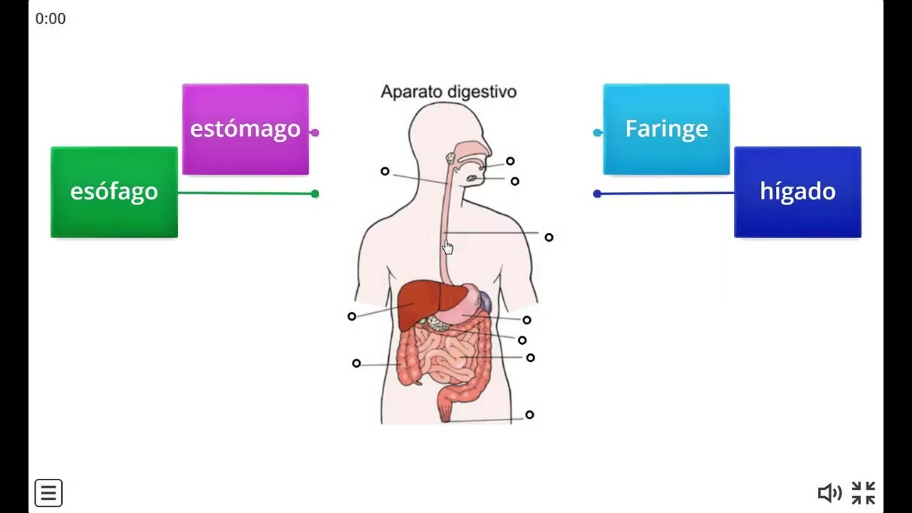 Juego aparato digestivo