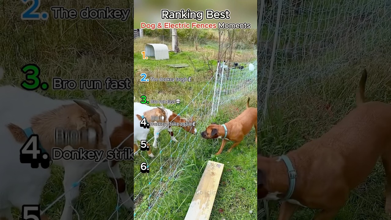 TOP 6 Funniest Dog and Electric Fences Moments