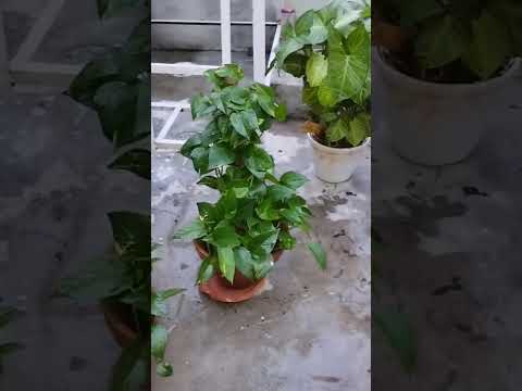 Money plant care #pothosplant