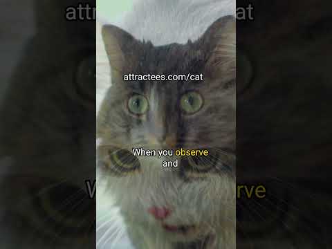 Playtime is a language! 🎉 Know what your cat’s behavior means. Sale off 30%! 👉 attractees.com/cat