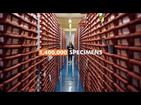 Herbarium: Introducing the quarter of a billion dollar filing cabinet for plants