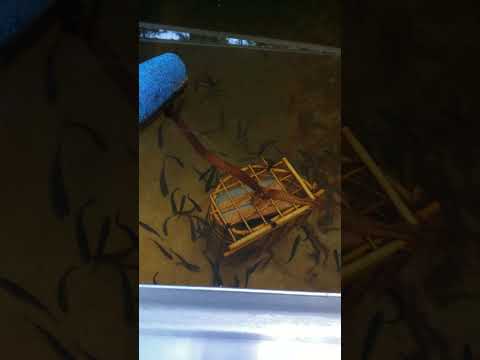 fun fact minnows eat bread