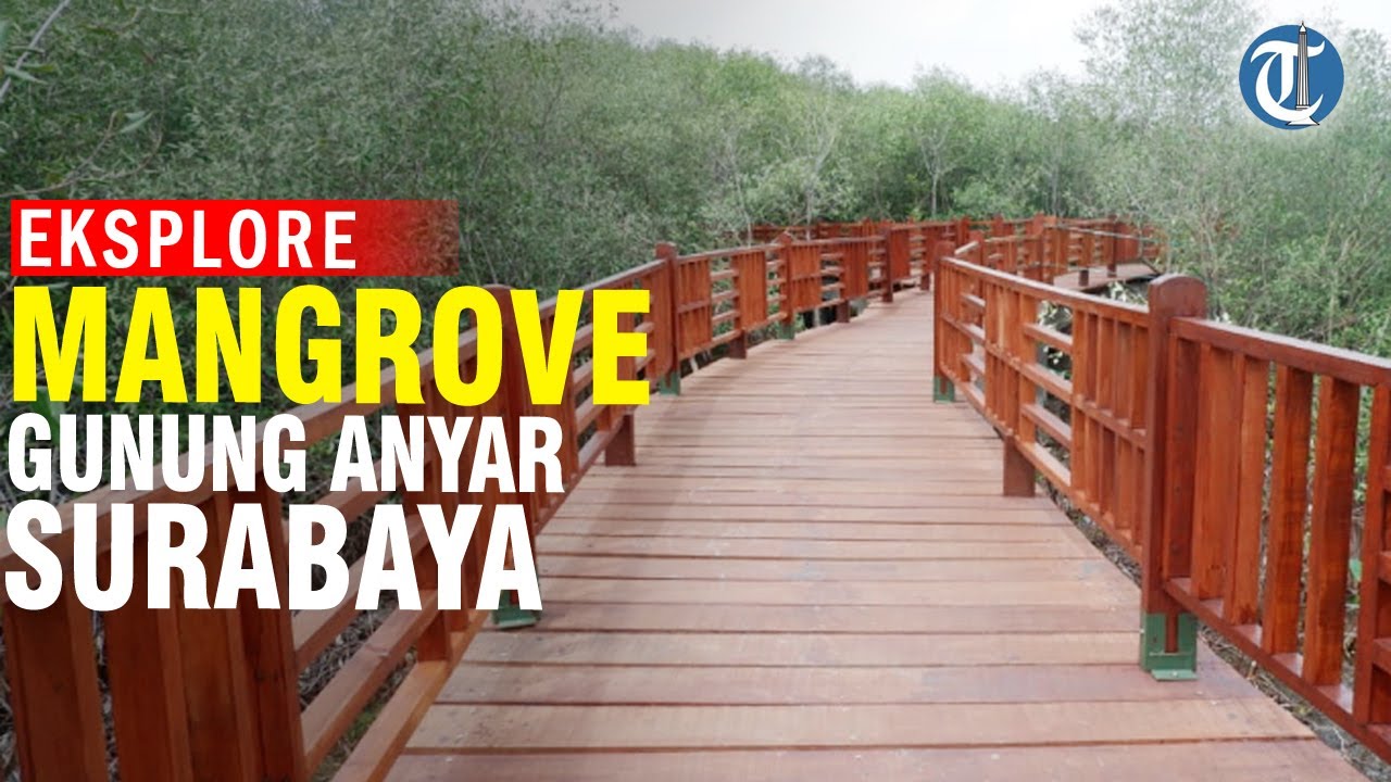Melihat Keindahan Wisata Mangrove Gunung Anyar Surabaya - Tribun Video
