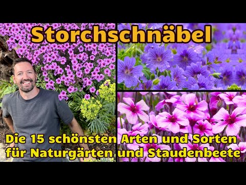 Storchschnabel: Die besten Sorten für Naturgärten u. Staudenbeete! Die Gattung Geranium im Portrait