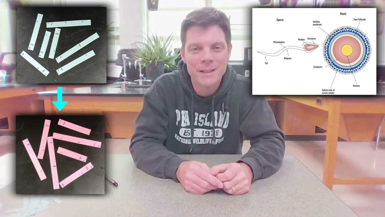 Modeling Meiosis [AP Bio Unit 5]