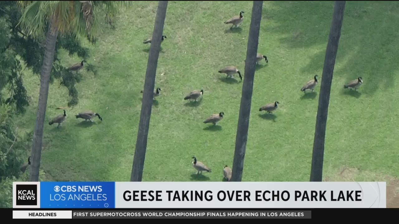Geese take over Echo Park lake