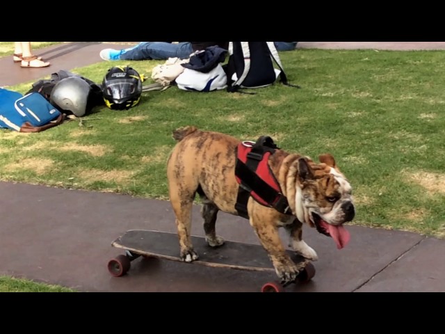 FOTOS: Murió 'Logan' el famoso perrito patinador de la UNAM