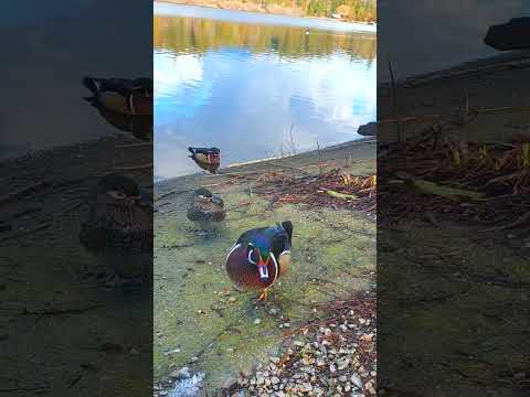 Happy Wood duck π¦π¦